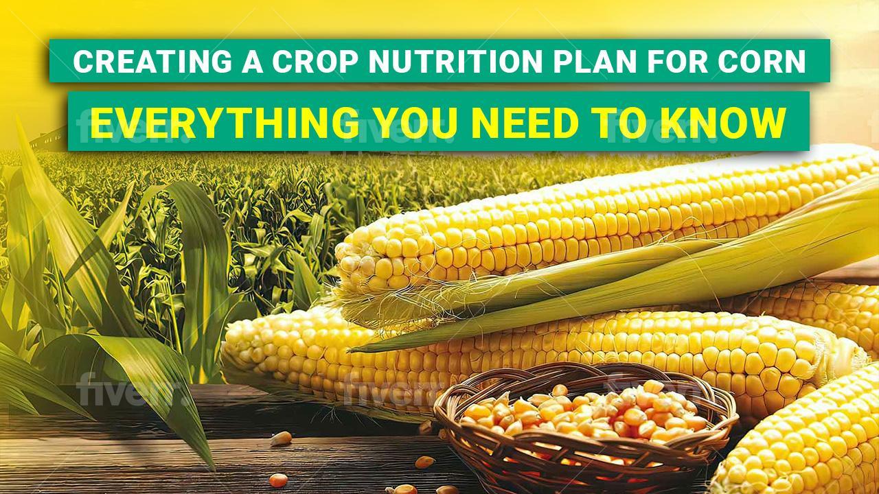 Creating a Nutrition Plan for Corn: Everything You Need to Know ...